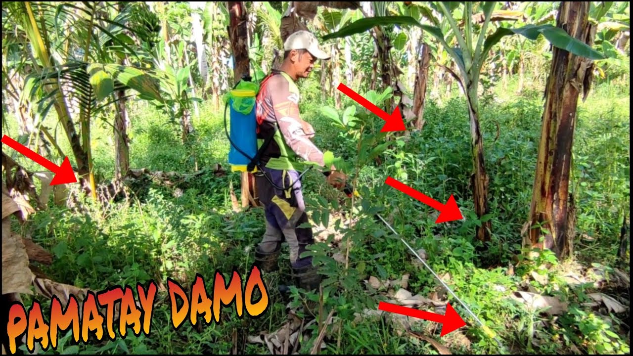 2023 Paano Patayin ang Damo sa Mabilis at Matipid na Paraan sa Ating ...