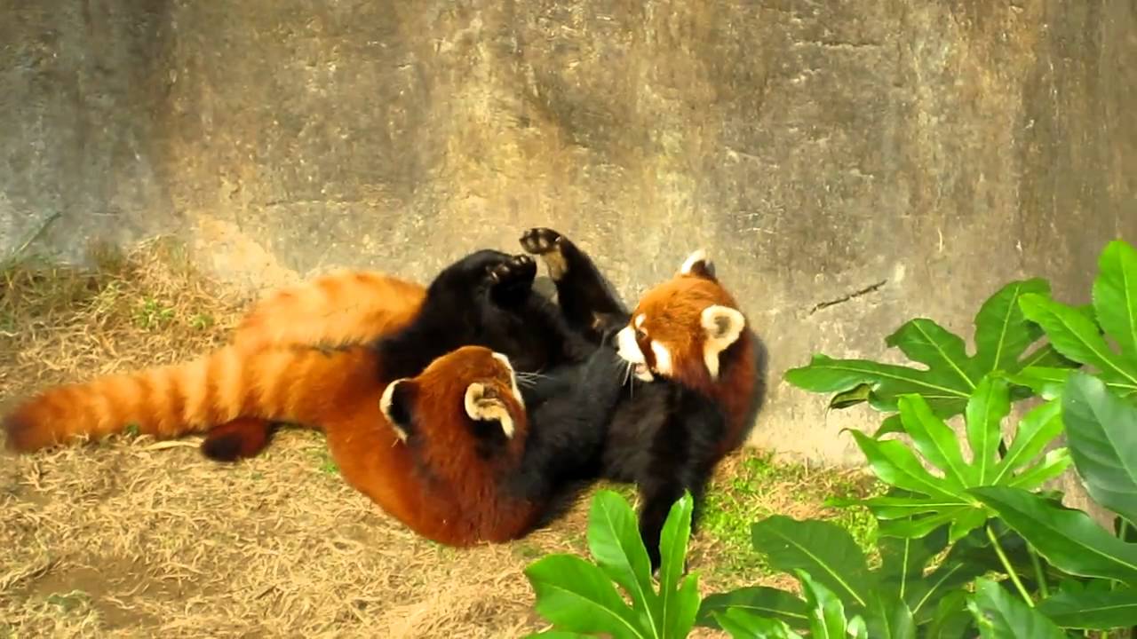 Small panda in ocean park HK - YouTube