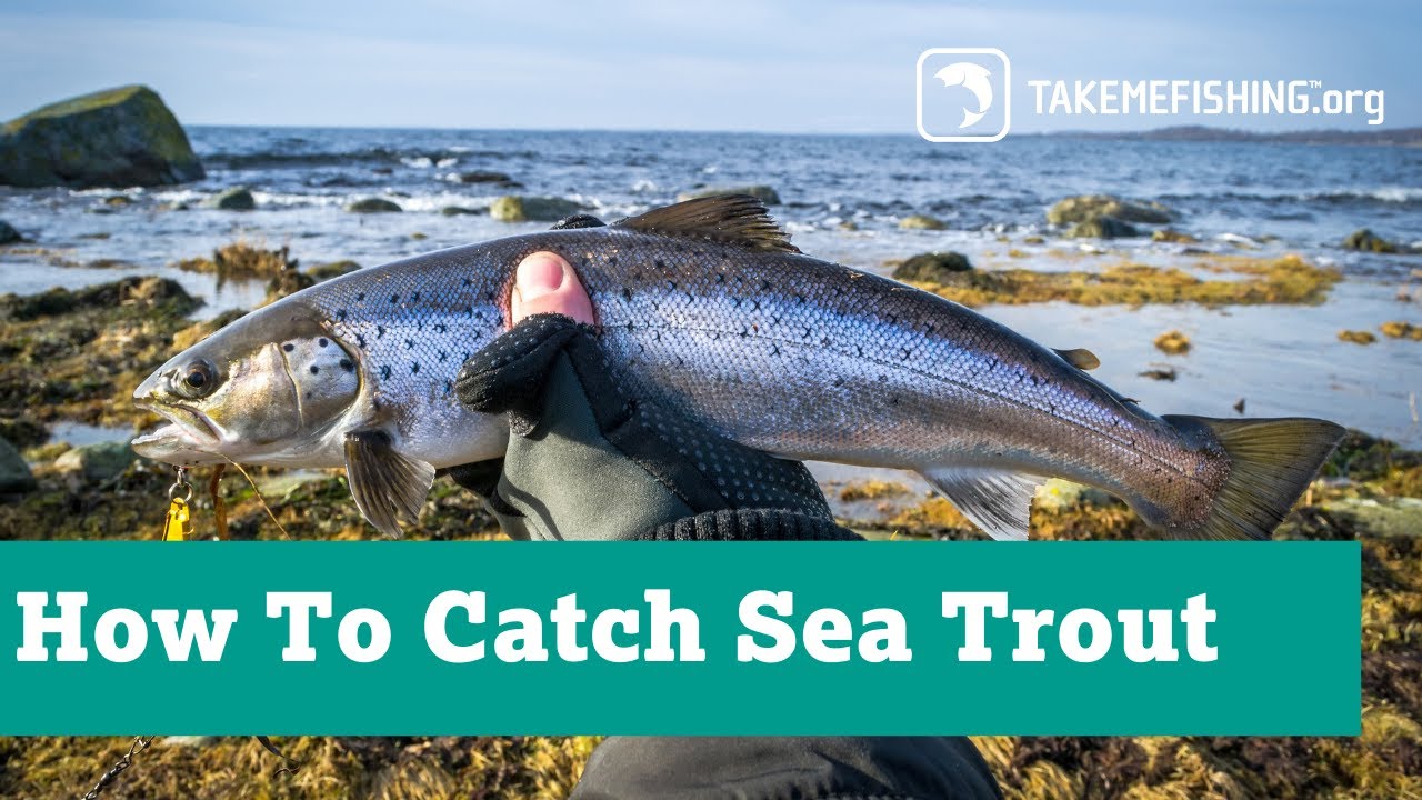 How To Catch Sea Trout - YouTube