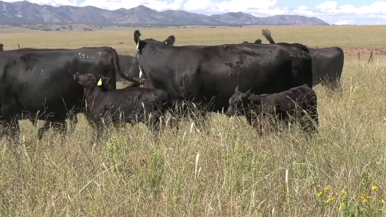Groups 1, 2 & 3—San Rafael Cattle Co. - YouTube