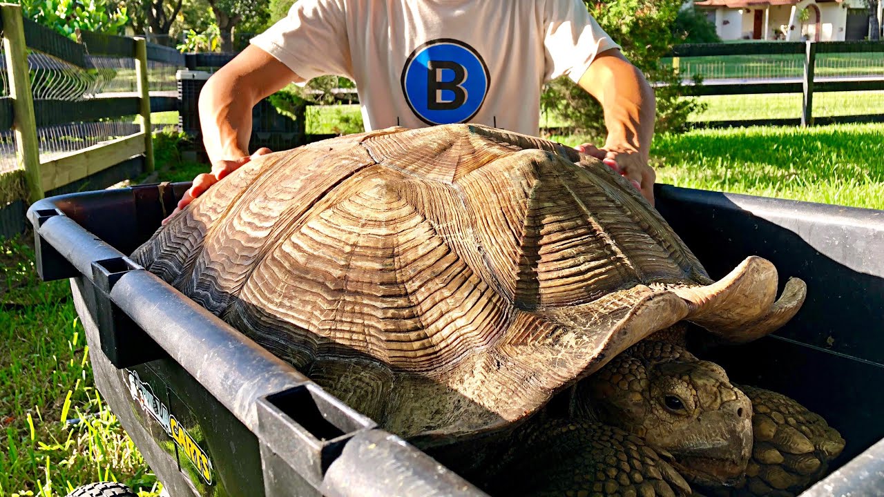 This GIANT TORTOISE causes CHAOS on the RANCH!! He escaped! - YouTube