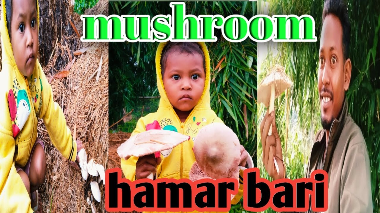 pal chatu।। hamar bari ।। pal mushroom।।@jpradhanvlog6248 ...