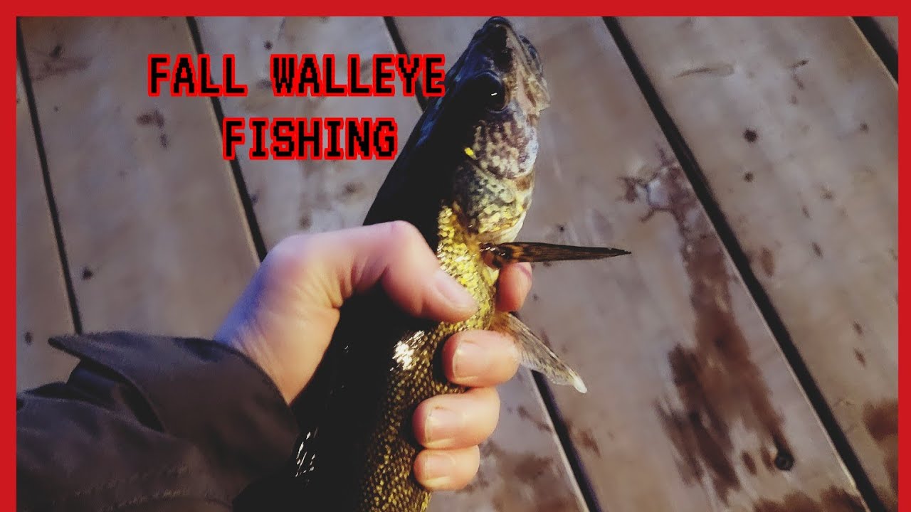 late Fall Walleye Fishing- ( Unexpected Catches ) - YouTube