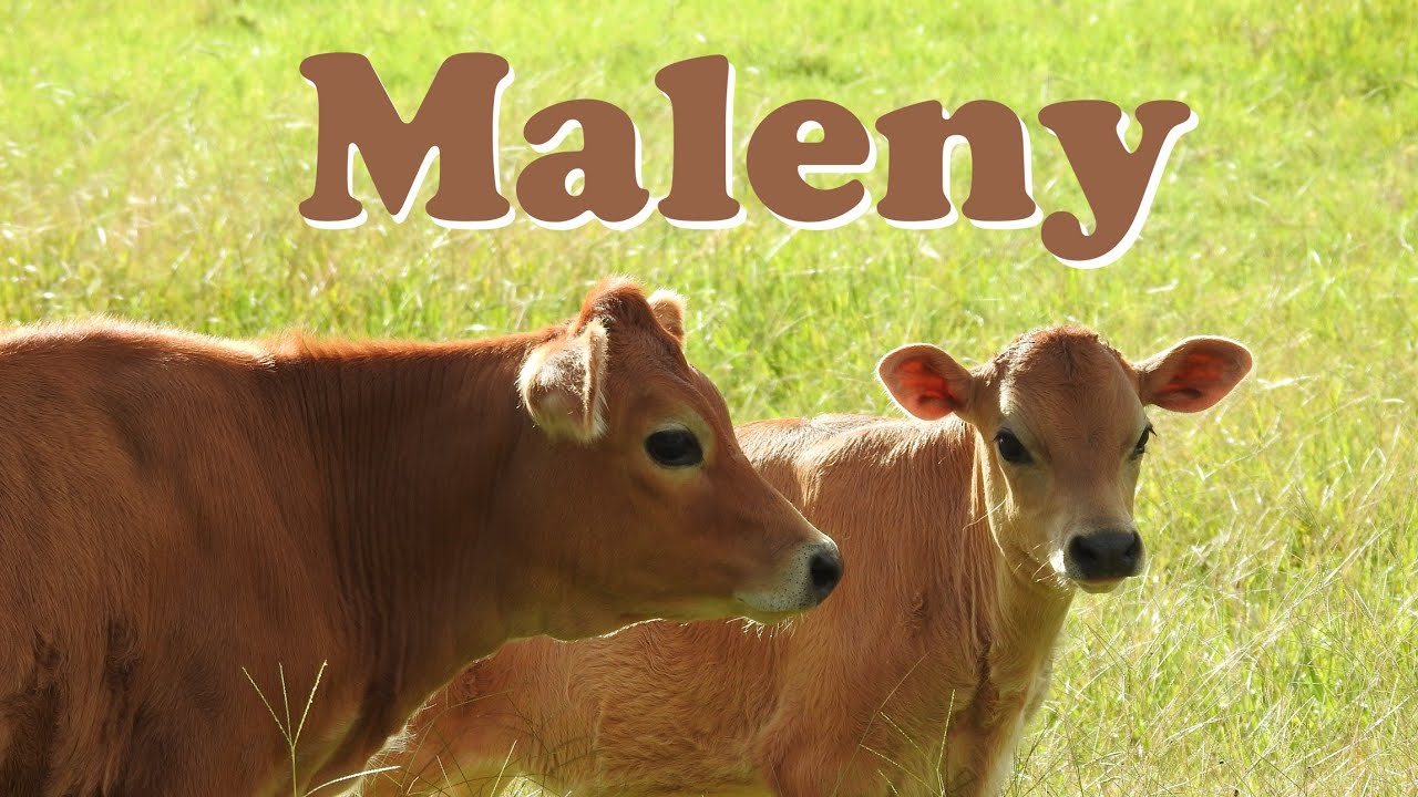 Maleny, Australia – A Charming Tourist Town in the Sunshine Coast ...