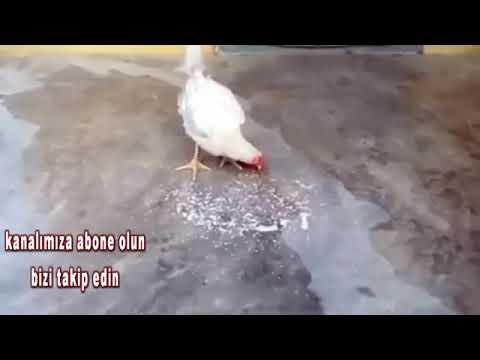 Allahın ismini yazan tavuk