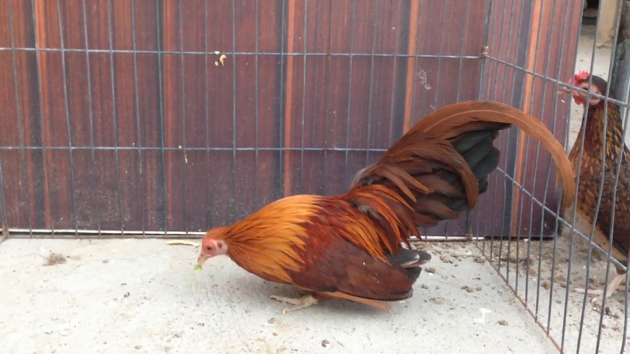 Gallo miniatura Azteca Criadero San Matías Zapopan Jalisco México ...