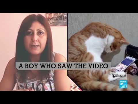 Hoax alert: This cat did NOT cuddle up to a video of his former owner