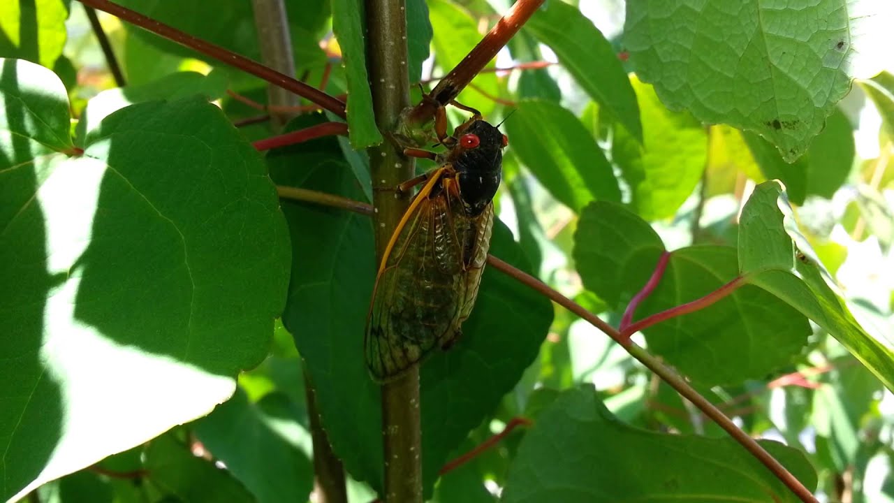 Male Cicada Calling for a Female - Close-Up - Brood II in NJ - HD - YouTube
