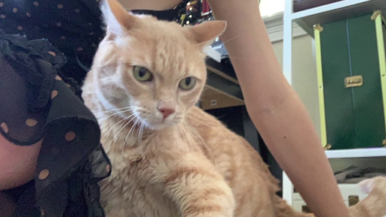 The Life of Hoggle - YouTube