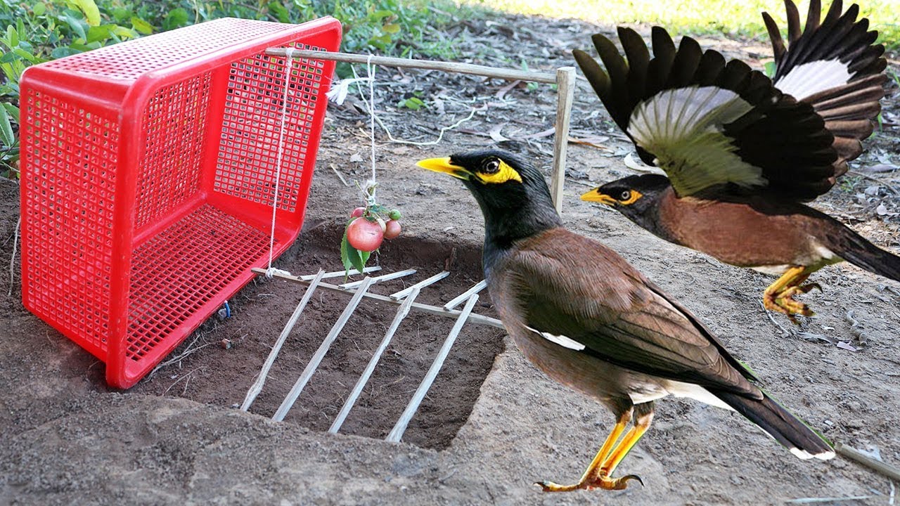 How To Make Easy Bird Trap - Hole Bird Trap Using Plastic Basket - YouTube