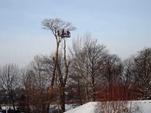 Poplar Tree Removal Denmark Poppel Træfældning Gentofte Sø - YouTube