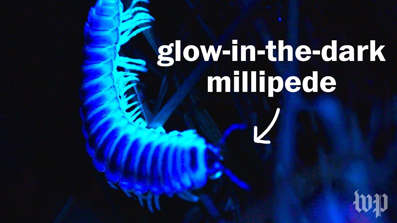 Why Do Millipedes Have So Many Legs?