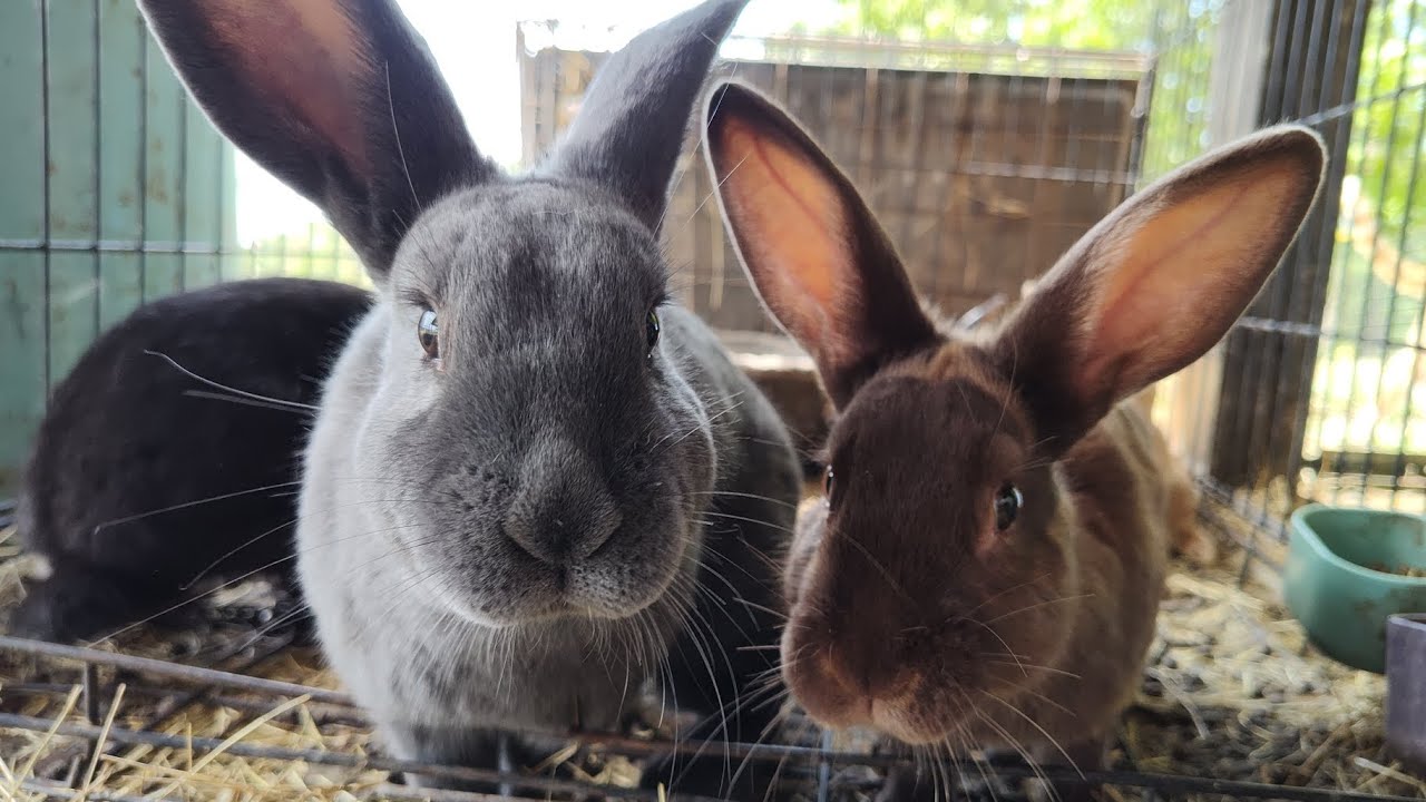 Rabbits and Chickens! #farmlife #livestock #homestead #rabbitfarming # ...