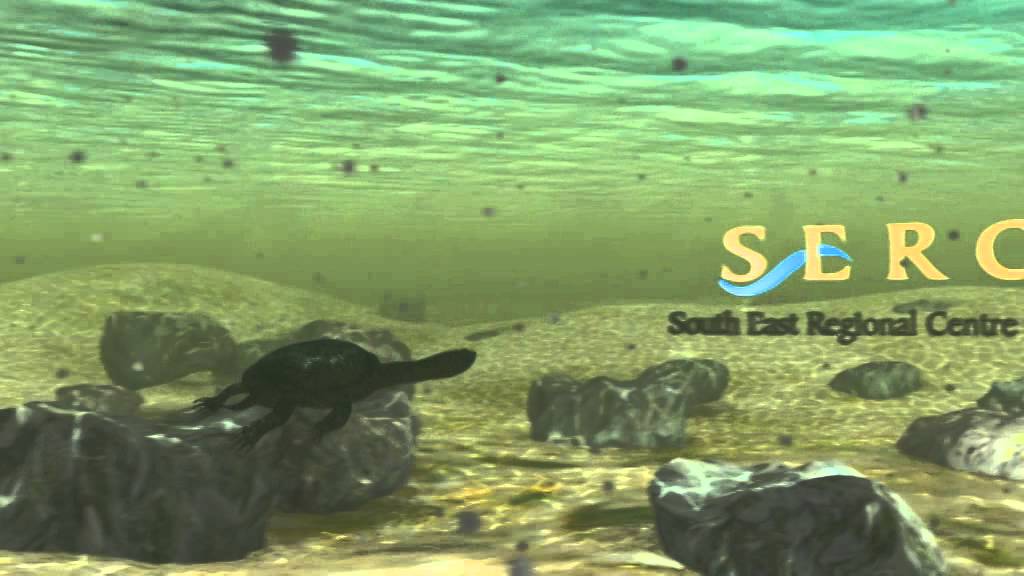 Sercul Final H264Codec - YouTube