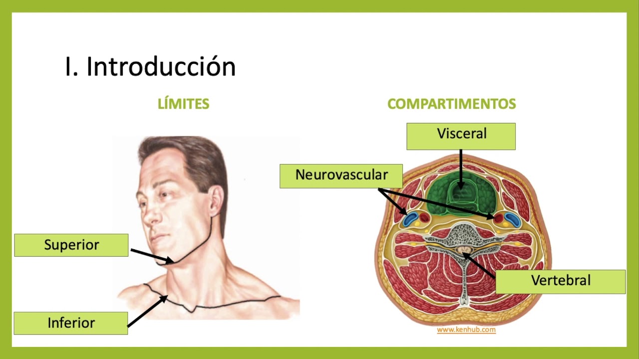 Anatomía del cuello - YouTube
