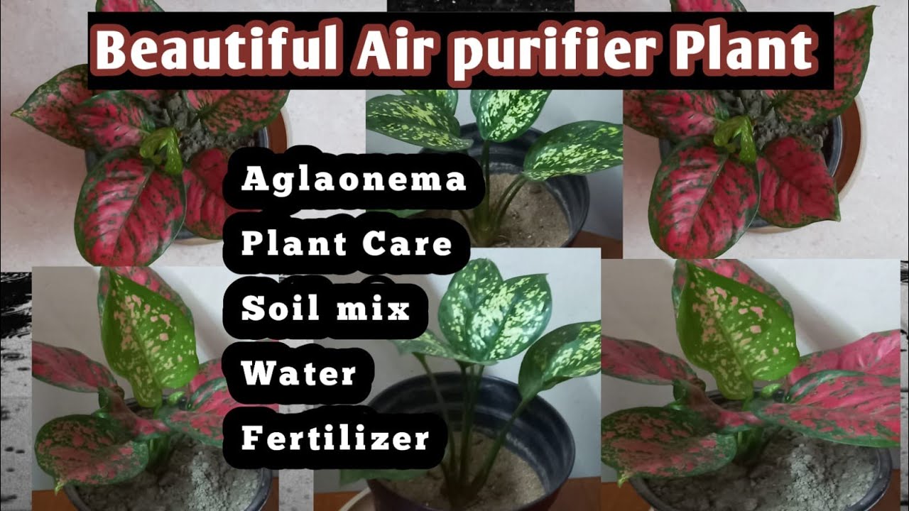 All About Aglaonema/Chinese Evergreen/Aglaonema Plant care, fertilizer ...