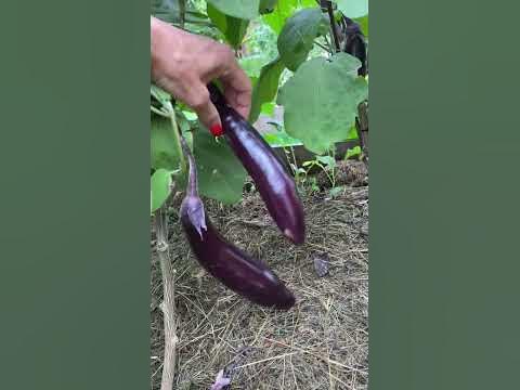 Самый и вкусный и урожайный баклажан Король Севера. Я от него в ...