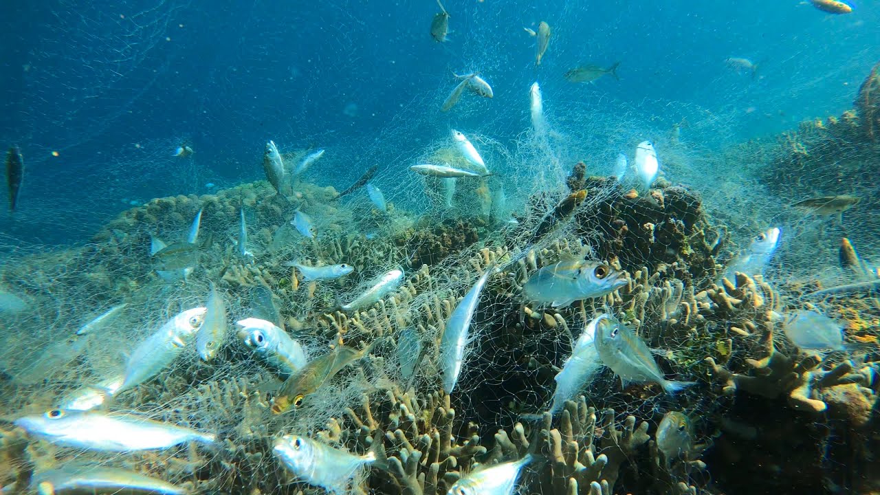 Jackpot net fishing - Di ko sukat akalain ganito karami | Catch and ...