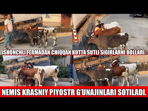 ‼️NEMIS,KRASNIY PIYOSTR SHVETGA GIBRIT G’UNAJINLARI SOTILADI ‼️