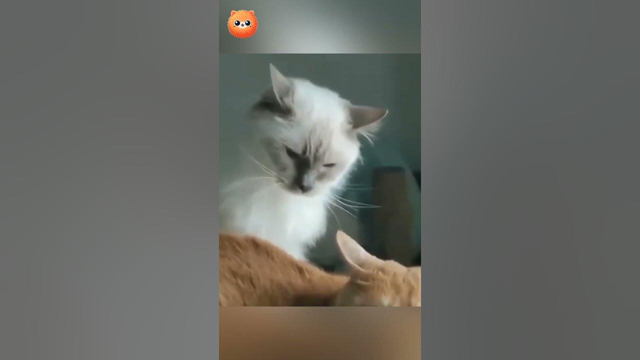 TINGKAH LAKU KUCING LUCU IMUT DAN MENGGEMASKAN SAAT SEDANG BERMAIN #kucing #kucinglucu # ...