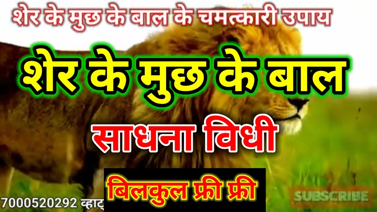 शेर के मुछ के बाल को सिद्ध करें sher ke much ke bal ki sadhna !! sher ...