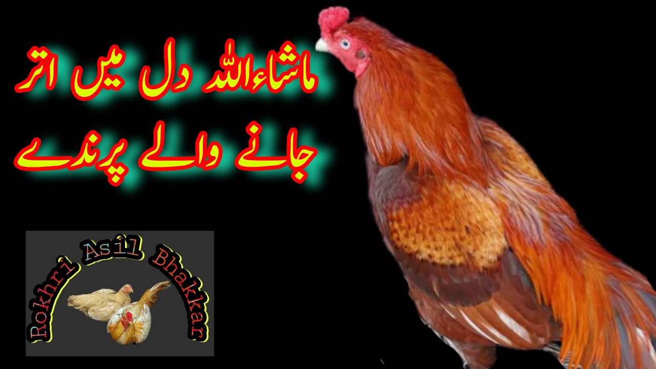 A Very beautiful aseel , mostly aseel lovers like to have this breed ...