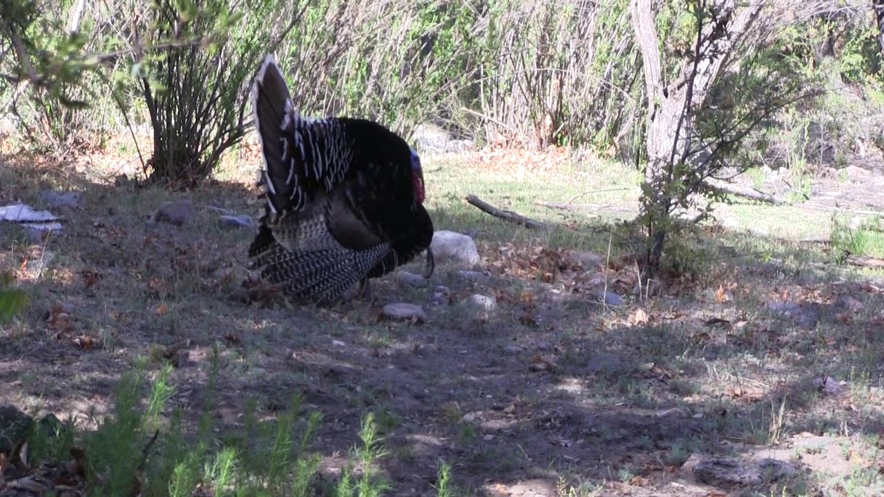 World Slam Completion Goulds Turkey Hunt in Mexico with Jay Scott and ...