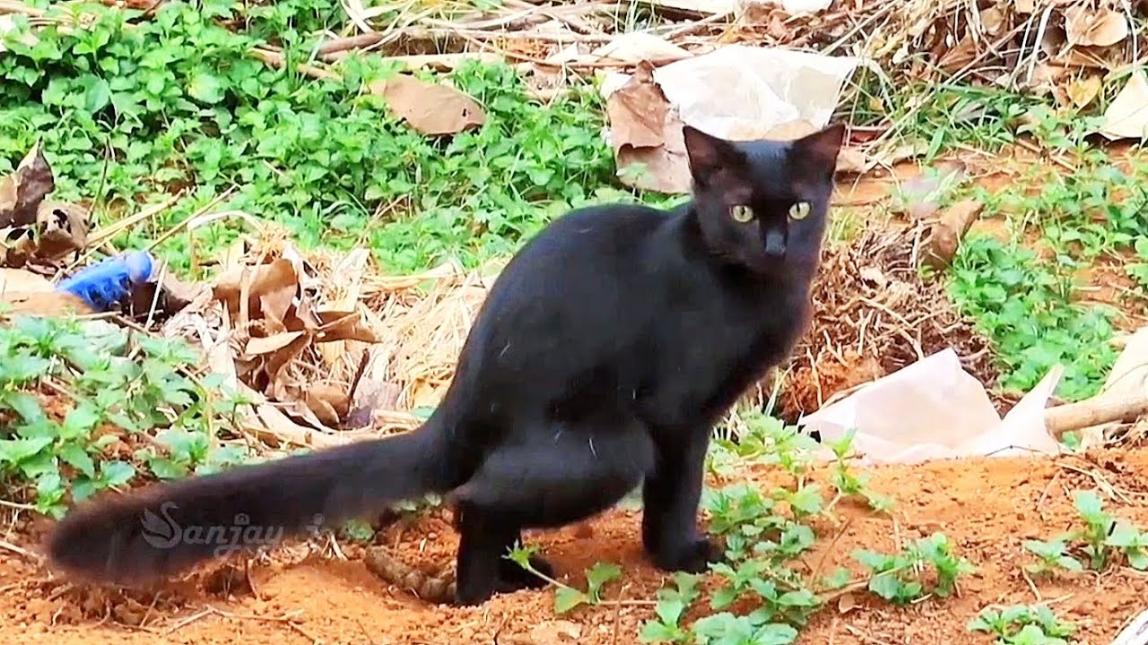 ʙʟᴀᴄᴋ ᴋɪᴛᴛᴇɴ 😺 Black Kitten naturally pooping on the soil and covering ...