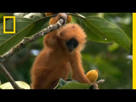 New Heights of Slaughter | National Geographic