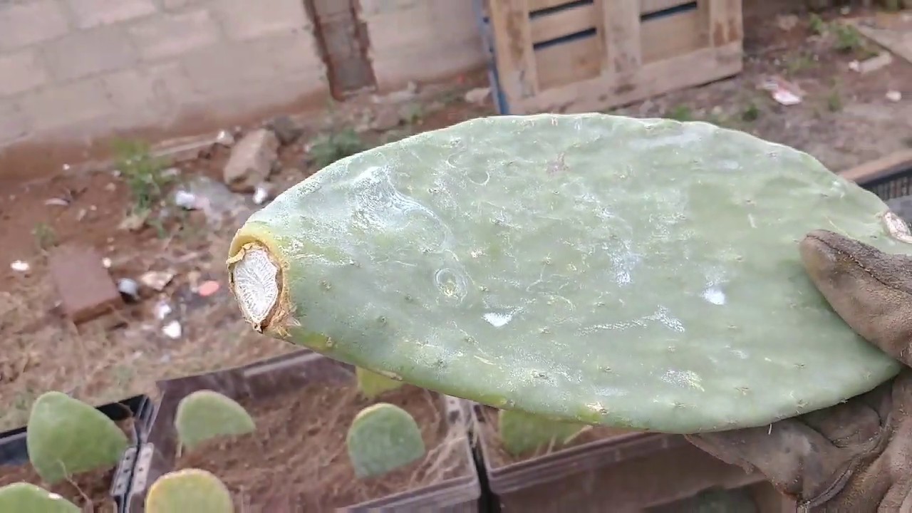 PROCESO DE PLANTADO DE NOPAL - YouTube