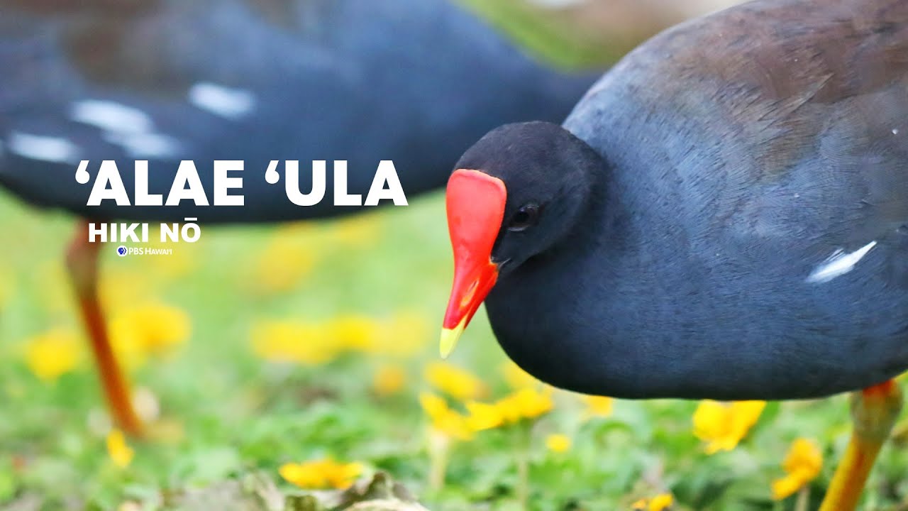 'Alae 'Ula | HIKI NŌ - PBS HAWAIʻI - YouTube
