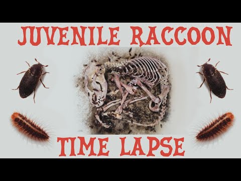 Baby Raccoon vs Dermestid Beetle TIMELAPSE! - YouTube