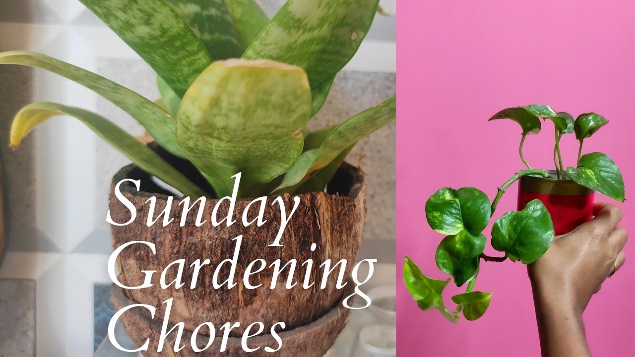 Sunday Morning Gardening Work/Wash Indoor Plant/Balcony Garden/Sneak ...