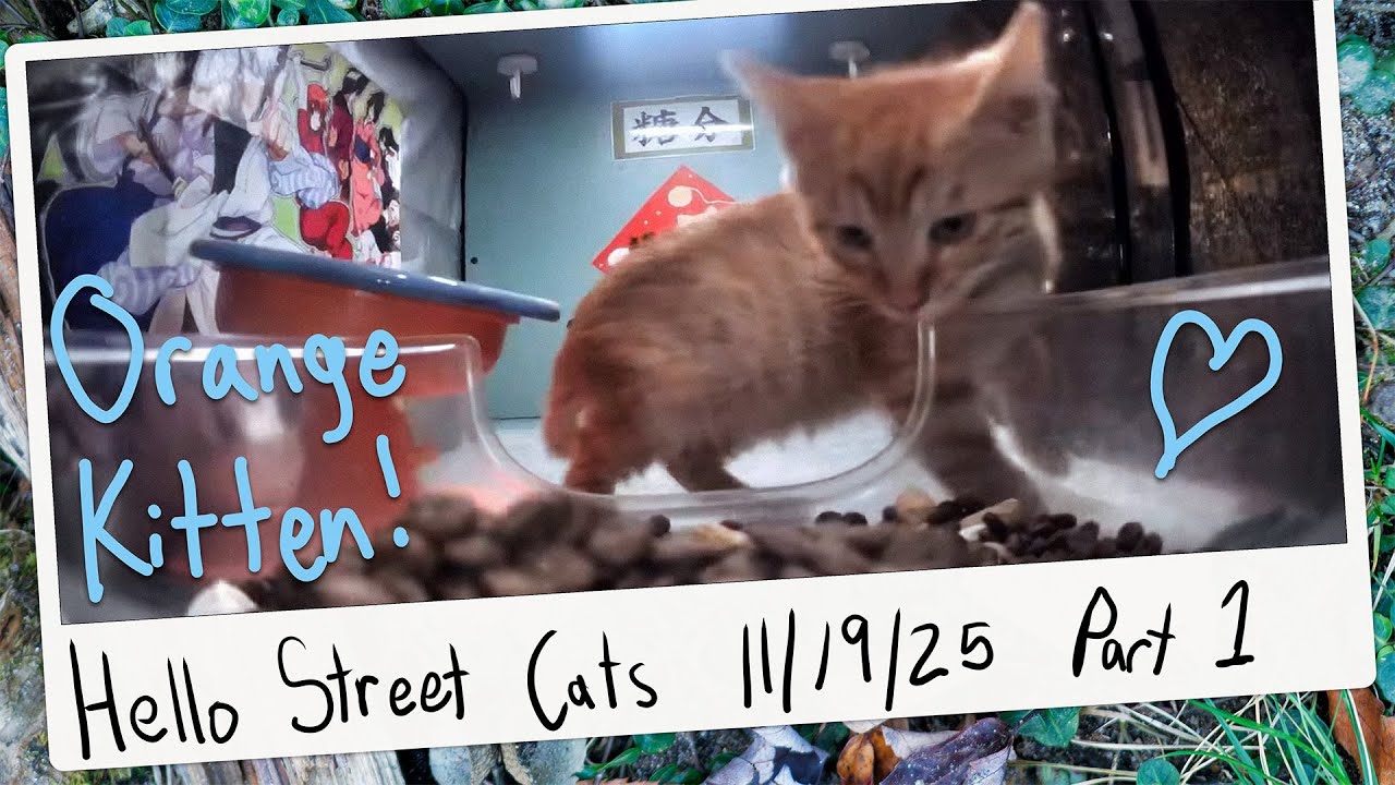 Tiny Orange Kitten Visits the Cat Restaurant! 😺💞 Hello Street Cat ...