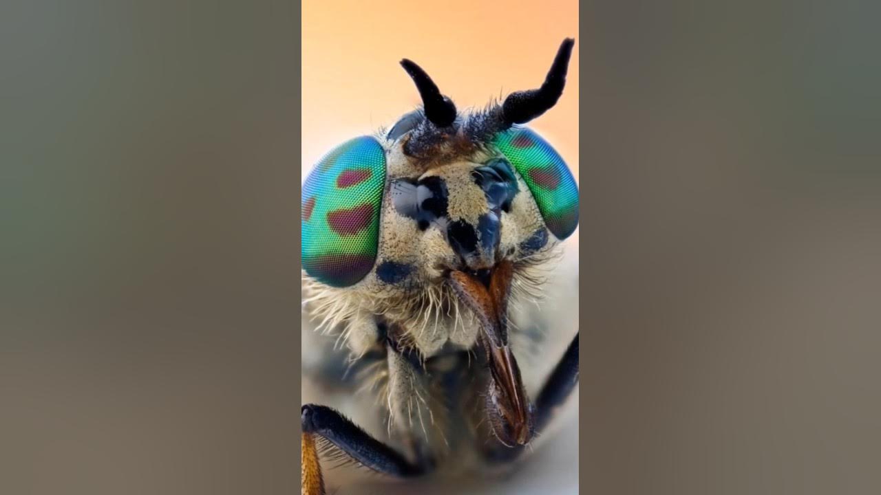 Makkhiya janum ma kyu jayege🪰#shortsviral#shortvideo #shortsfeed#new#video #subscribe#channel# ...