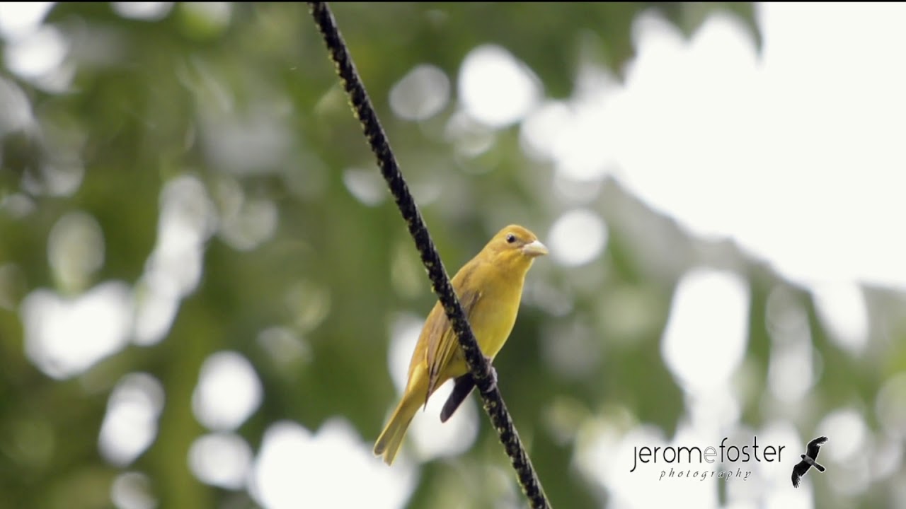 Summer Tanager - The Calling - YouTube