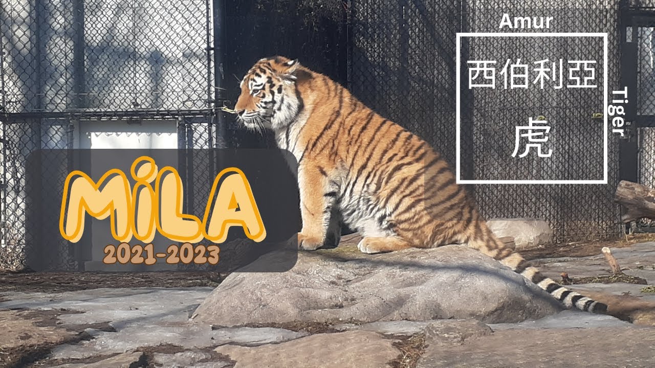 In memory of Amur tiger -----Mila (2021-2023) - YouTube