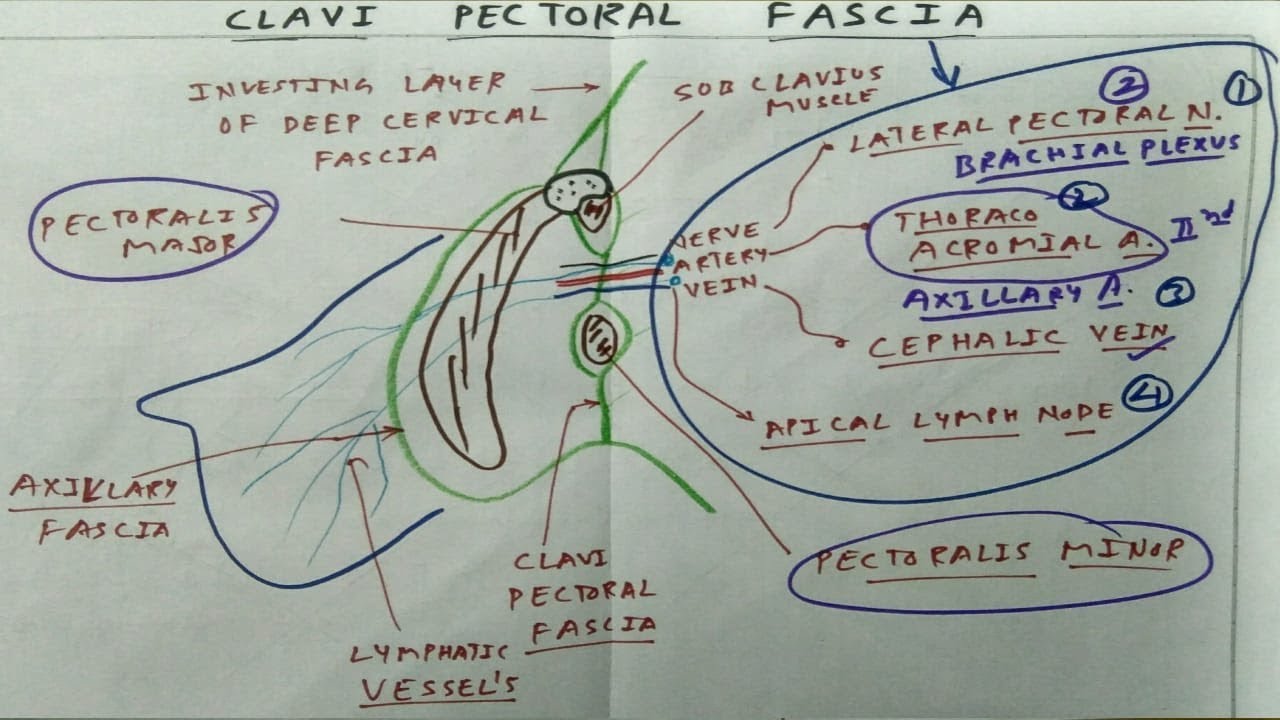Clavi Pectoral Fascia | The Charsi of Medical Literature - YouTube