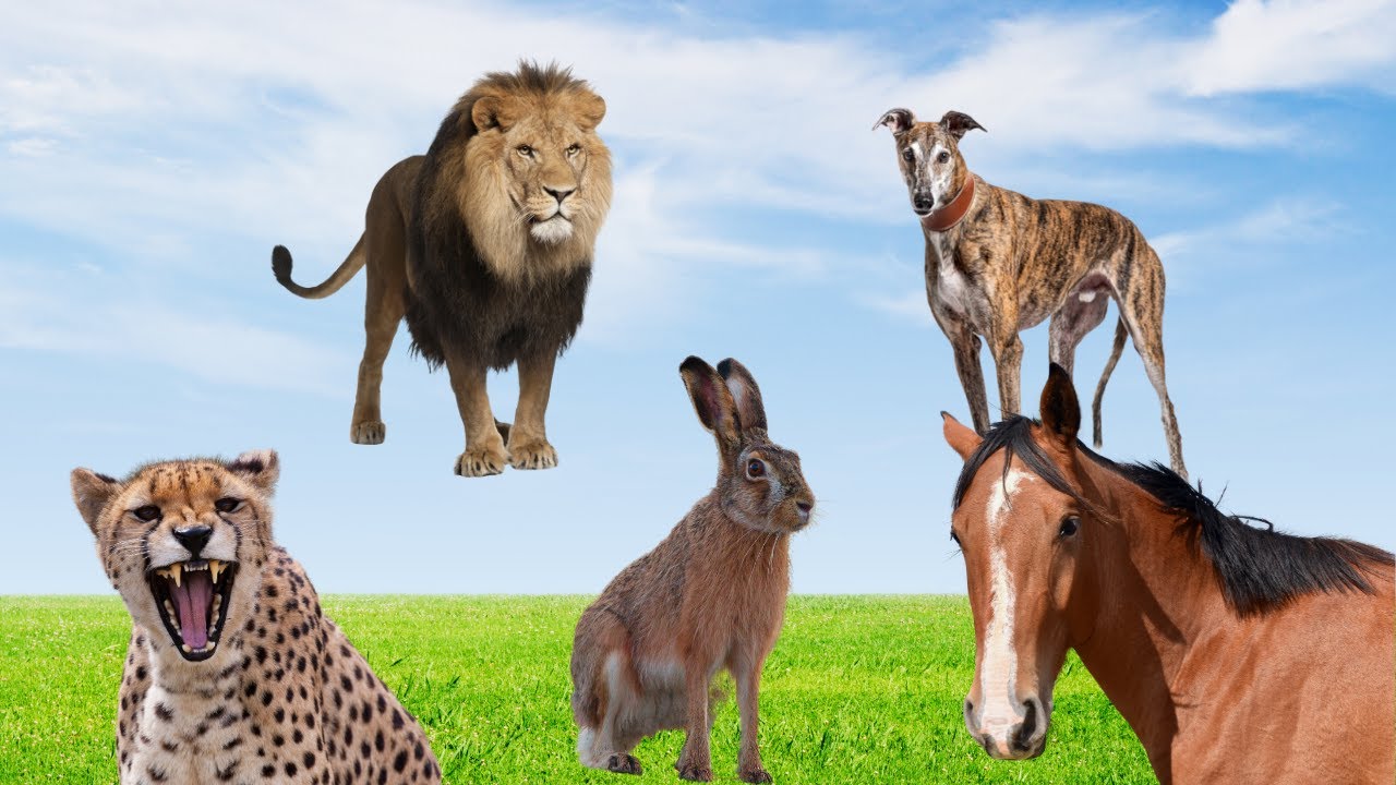 The Fastest Running Animals: Cheetahs, Horses, Hares, Lions, and ...