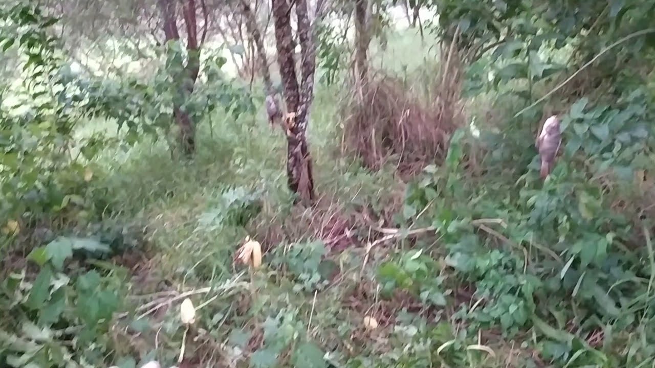 DE VOLTA COM A CÂMERA DE MONITORAMENTO NA MATA - YouTube