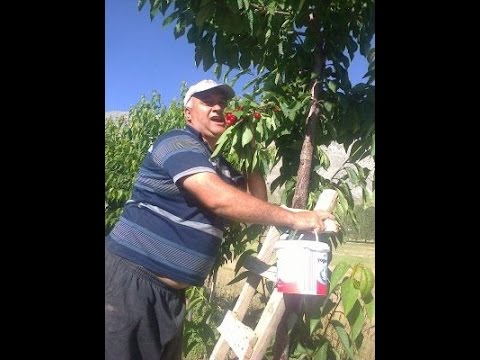 Alanya dikiş makinası bayisi&servisi HASAN AKILLI