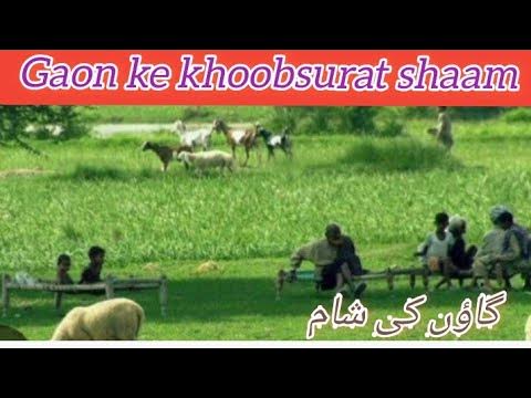 gaon main khoobsurat Shaam | beautiful view of village traditional village life in Punjab India ...