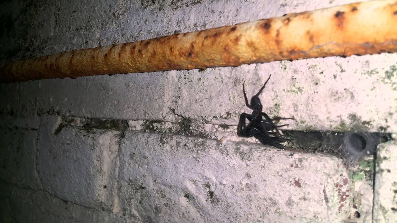 Tube web (Segestria florentina) spiders mating in our back garden - YouTube