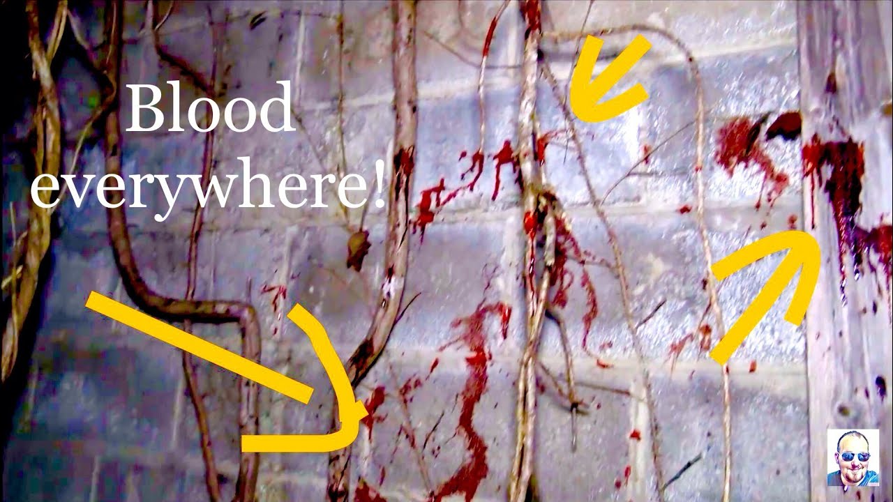 (IT WAS EVERYWHERE) Abandoned Ghost Town Red Ash Tennessee - YouTube