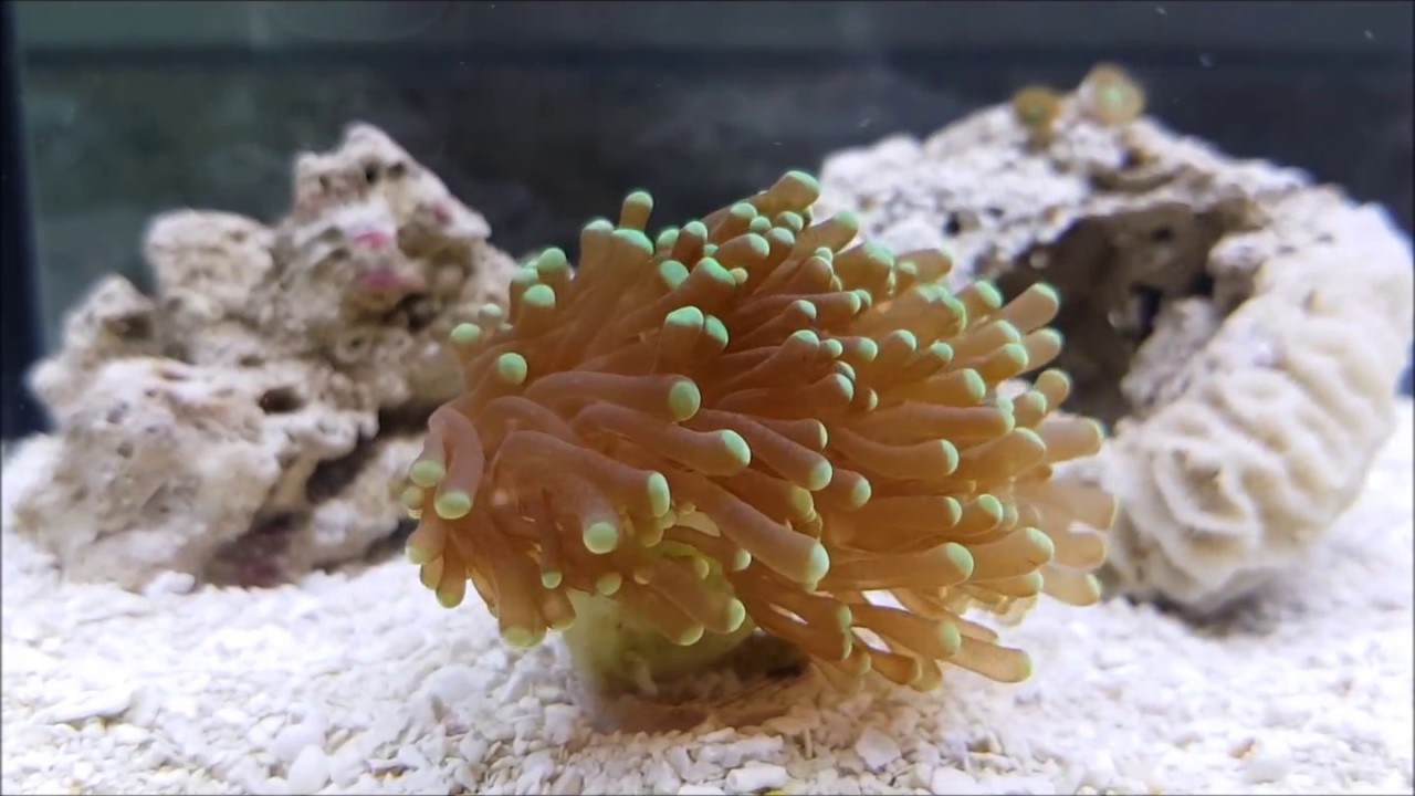 Fluval Spec V - YouTube