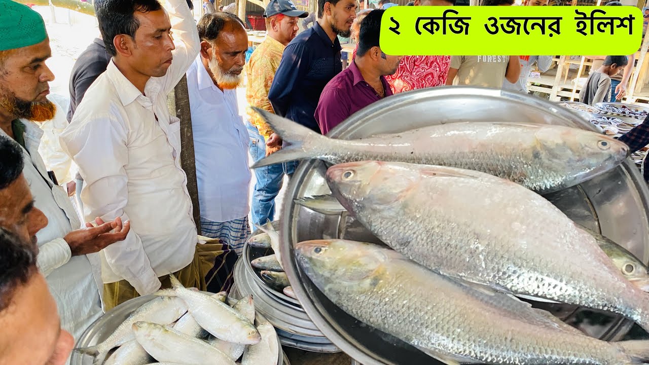 পদ্মা নদীর ২ কেজি ওজনের ৪টা ইলিশের দাম ৬৩০০ টাকা! Hilsa fish market in ...