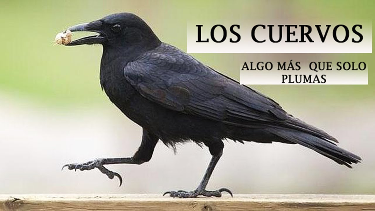 LOS CUERVOS : UNAS AVES INCREÍBLEMENTE INTELIGENTES - YouTube