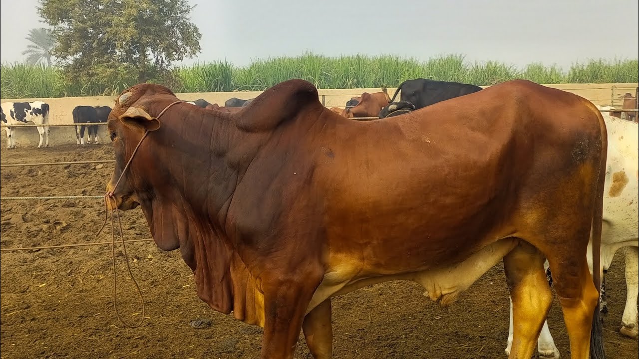 @talib farmer 500kg weight animal new record it - YouTube