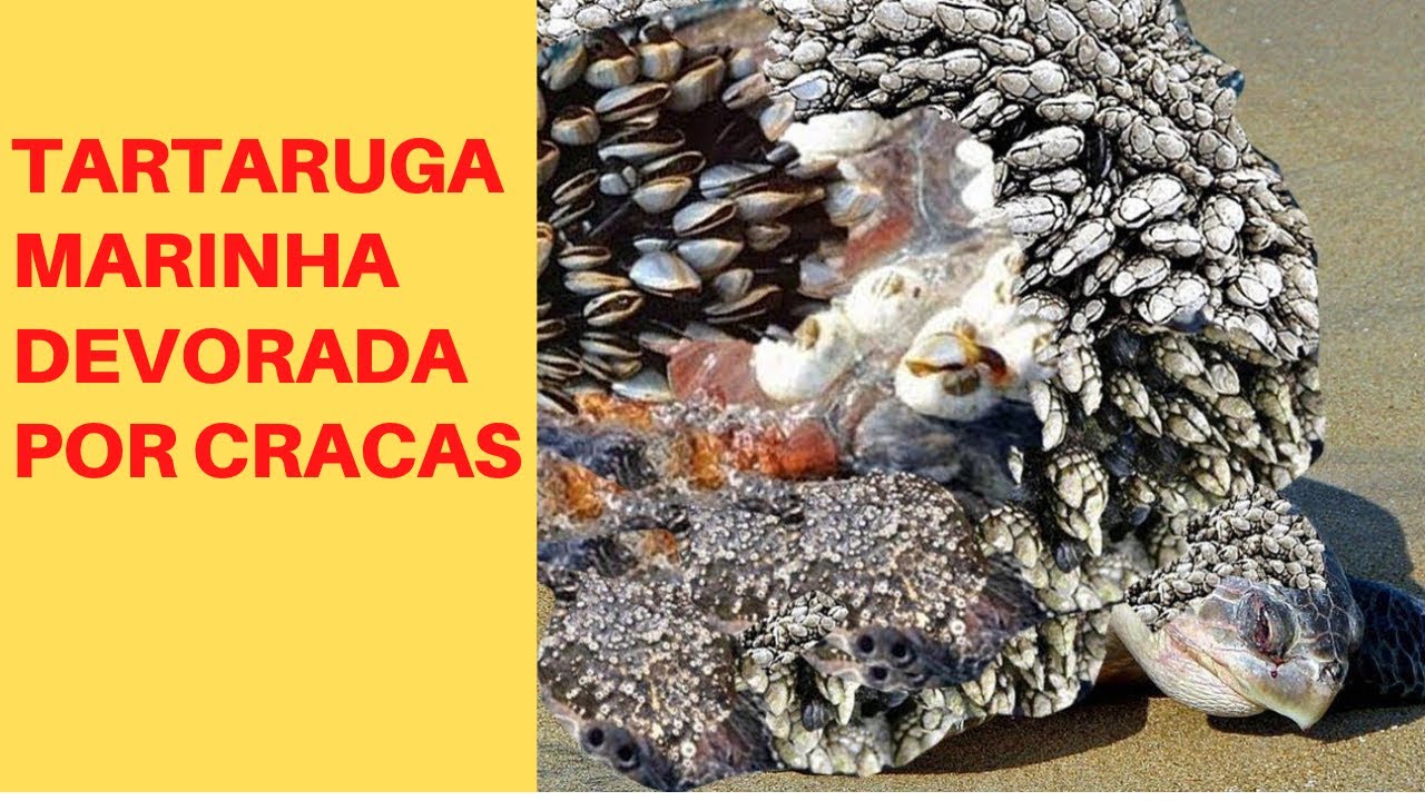 REMOVENDO CRACAS TARTARUGA MARINHA | MUITO SATISFATÓRIO 🐢 - YouTube
