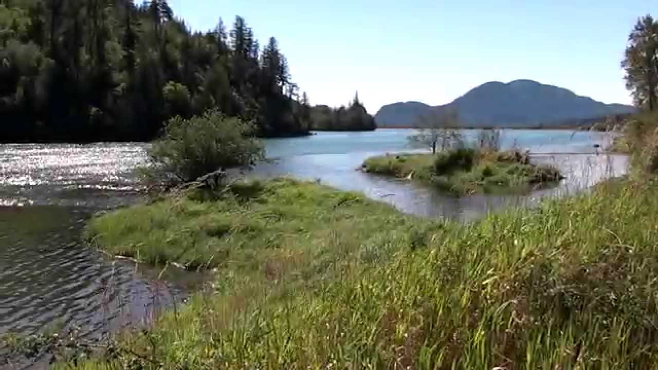 Harrison Salmon Stronghold Slough Restoration 2014 - YouTube